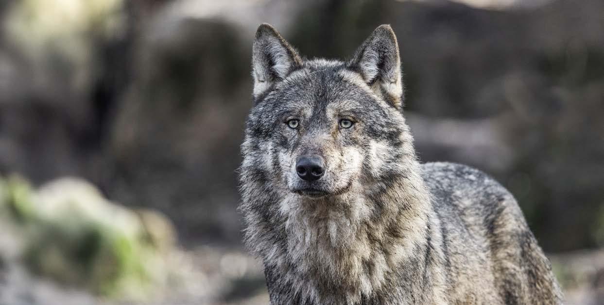 Sofortprogramm Wolf unverzichtbar! | dbv exklusiv